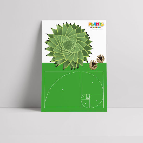 Golden Ratio in Plants Poster | R&Q